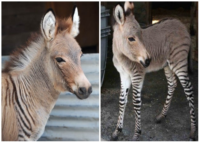 Animais híbridos: Combinações raras que você nunca ouviu falar ...